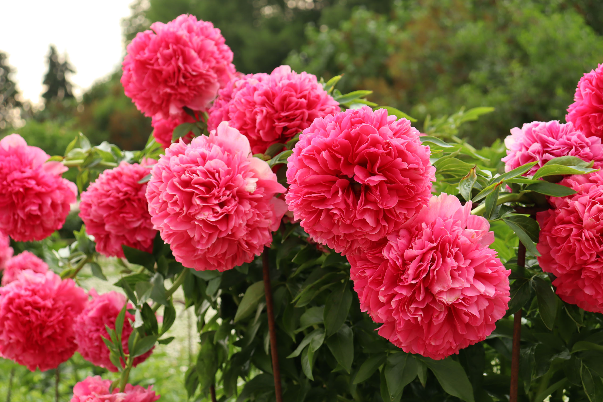 Самостоятельный осмотр Сада - Ботанический сад МГУ имени М.В.Ломоносова